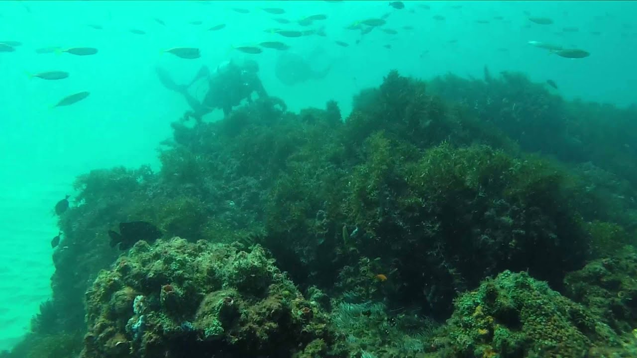 Kirra Reef Snorkeling- July 2014 - YouTube