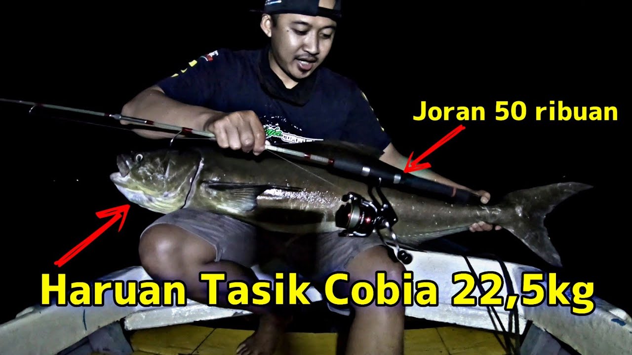 JORAN MURAH 50 RIBUAN TAKHLUKAN IKAN HARUAN TASIK COBIA - YouTube
