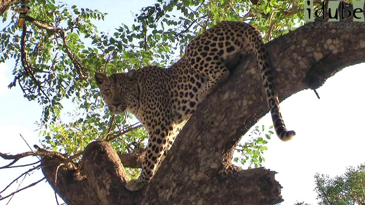 Agile Leopard - YouTube