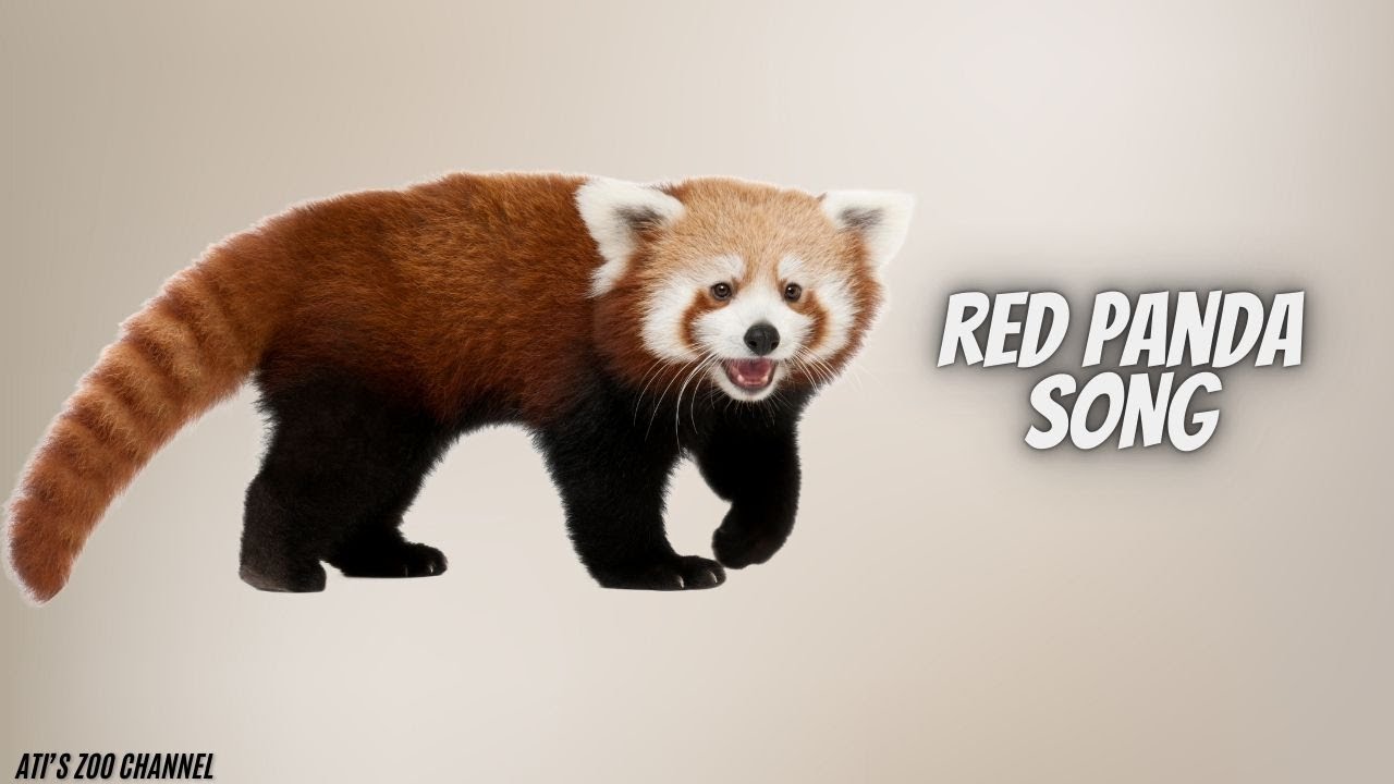 RED PANDA SONG - YouTube