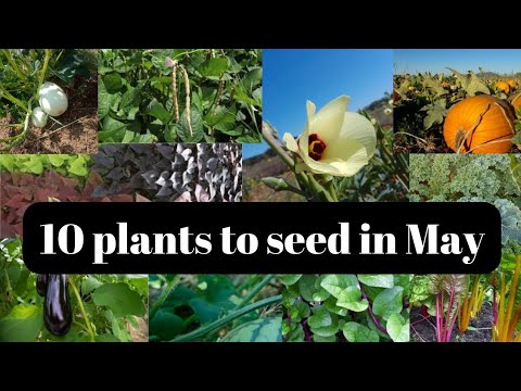 Top 10 seeds to plant in May! - YouTube