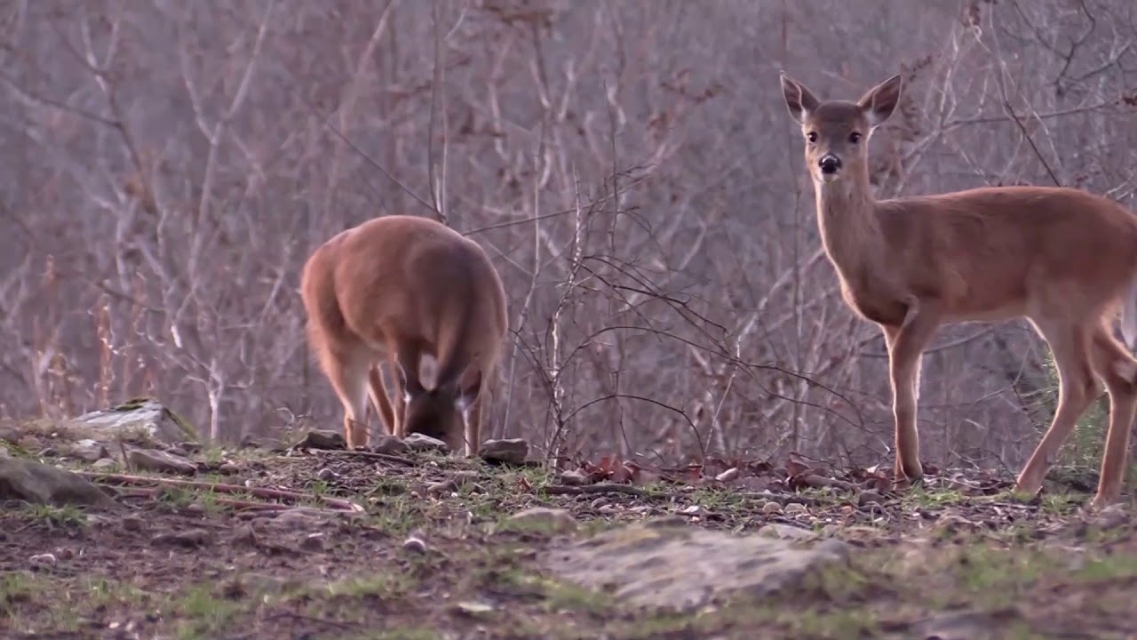 Injured Young Deer - YouTube