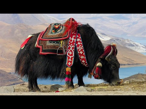beautiful yak 4k ultra HD video ANIMAL BB - YouTube
