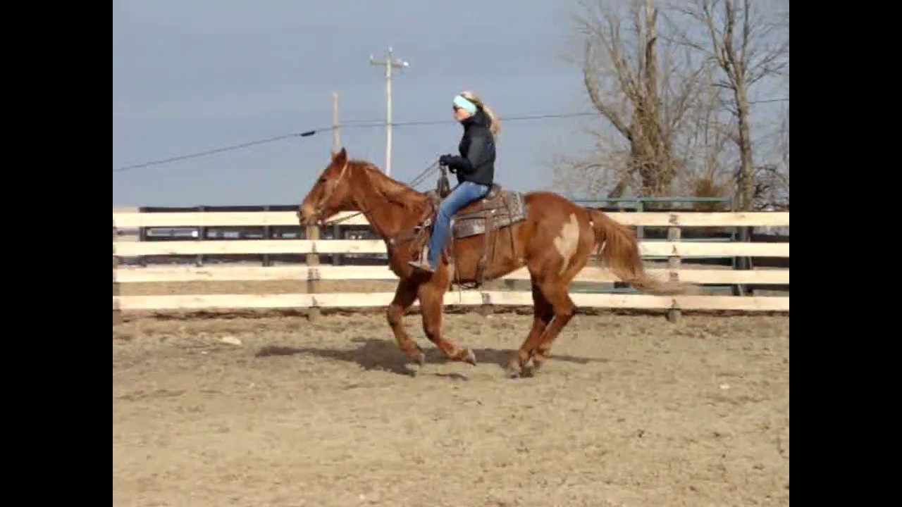 BIG SORREL AQHA GELDING, BEEN RANCHED OFF OF - YouTube