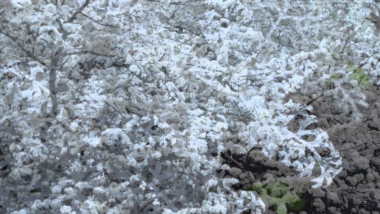 The King James Bible - Genesis - Chapter 34 - Shechem son of Hamor lies ...