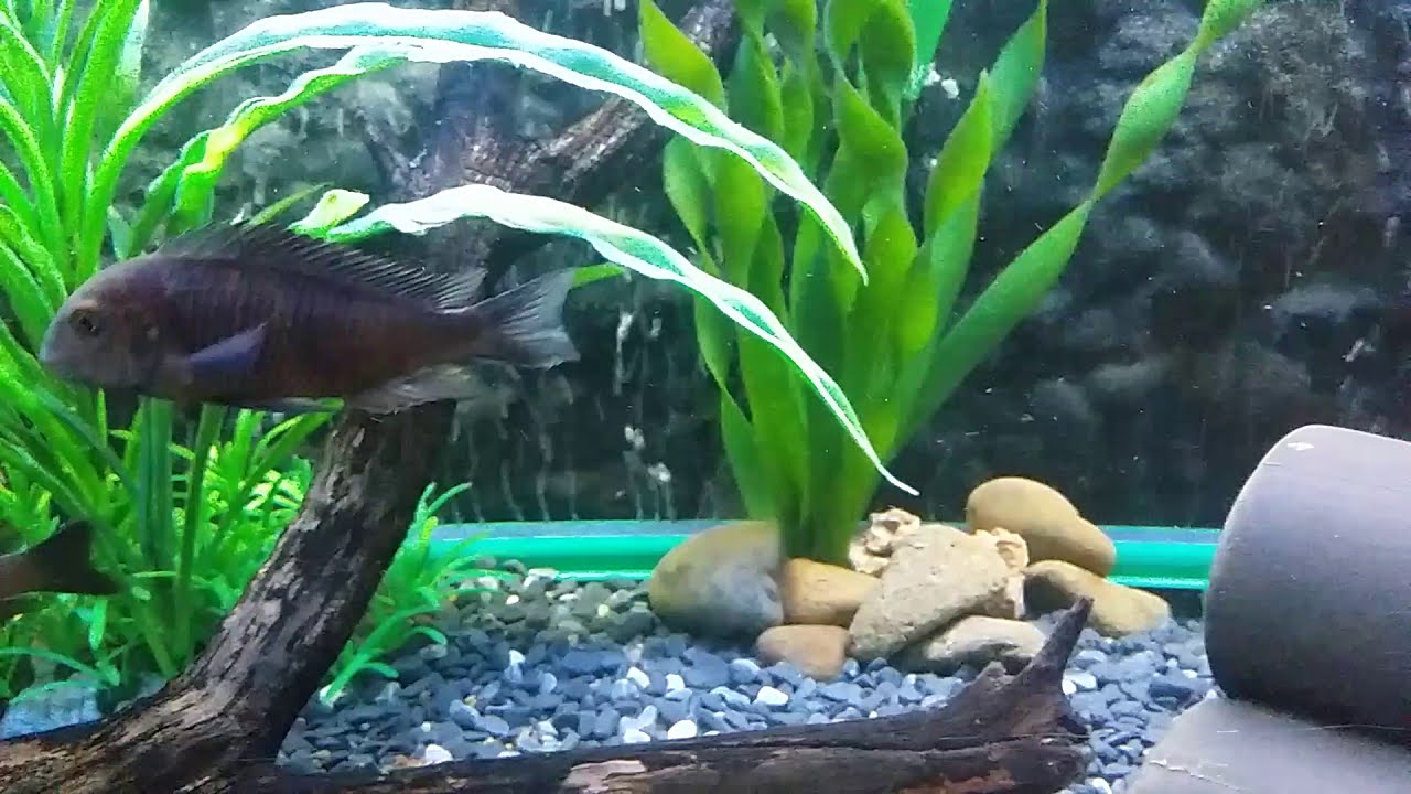 "Tropical Aquarium", "Fish tank" with "Cichlids", "Tropheus" and ...