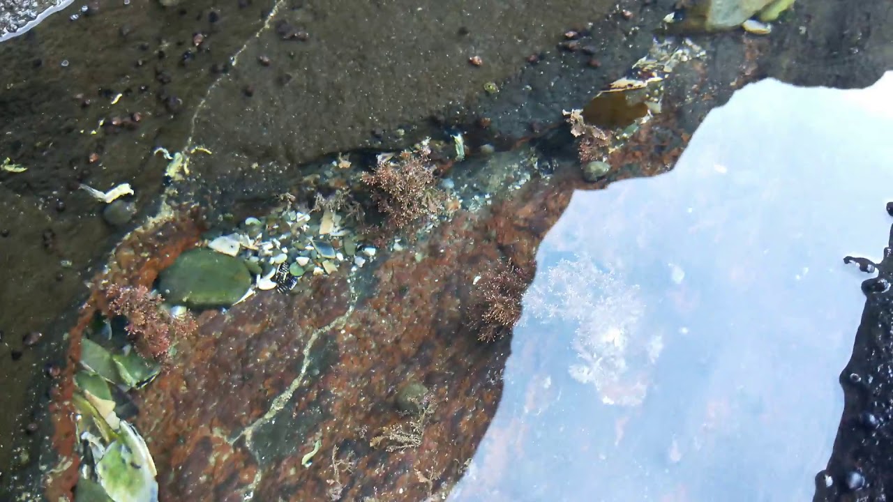 Glass Shrimp New Zealand native tidal rock pools - YouTube