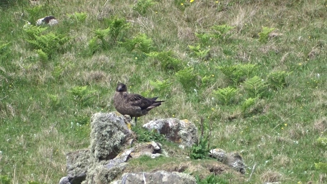 Great Skua (bonxie) - Mingulay - Outer Hebrides - June19 - YouTube