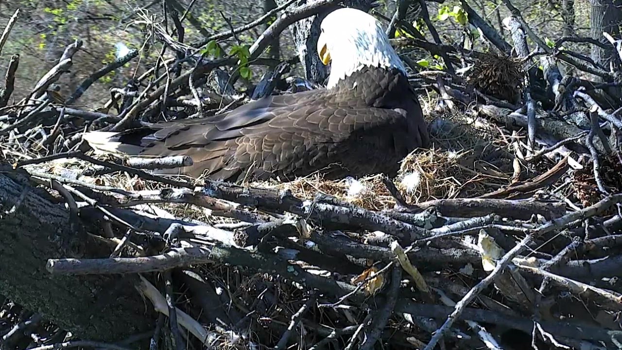 Eagle birth 2 - YouTube
