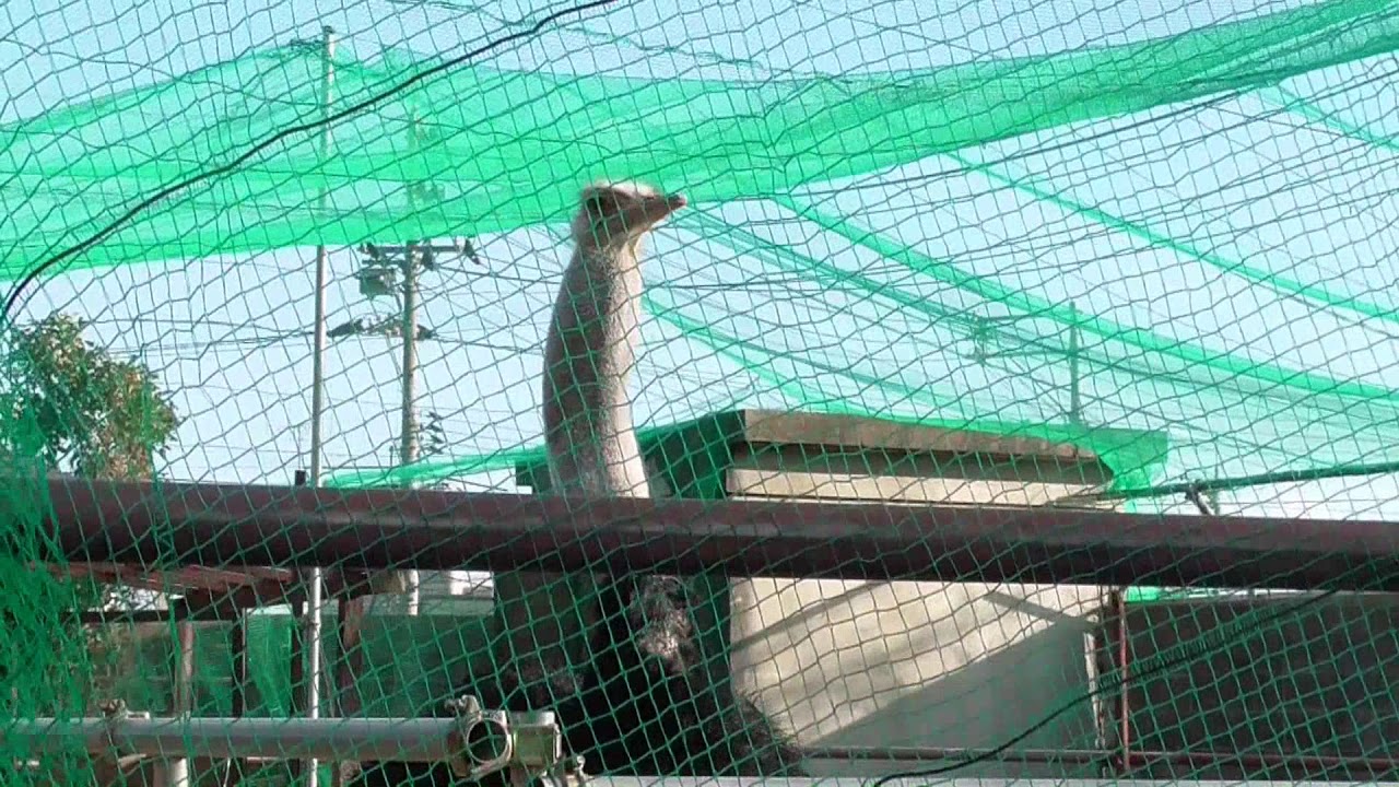 ダチョウの叫び Cry of ostrich - YouTube