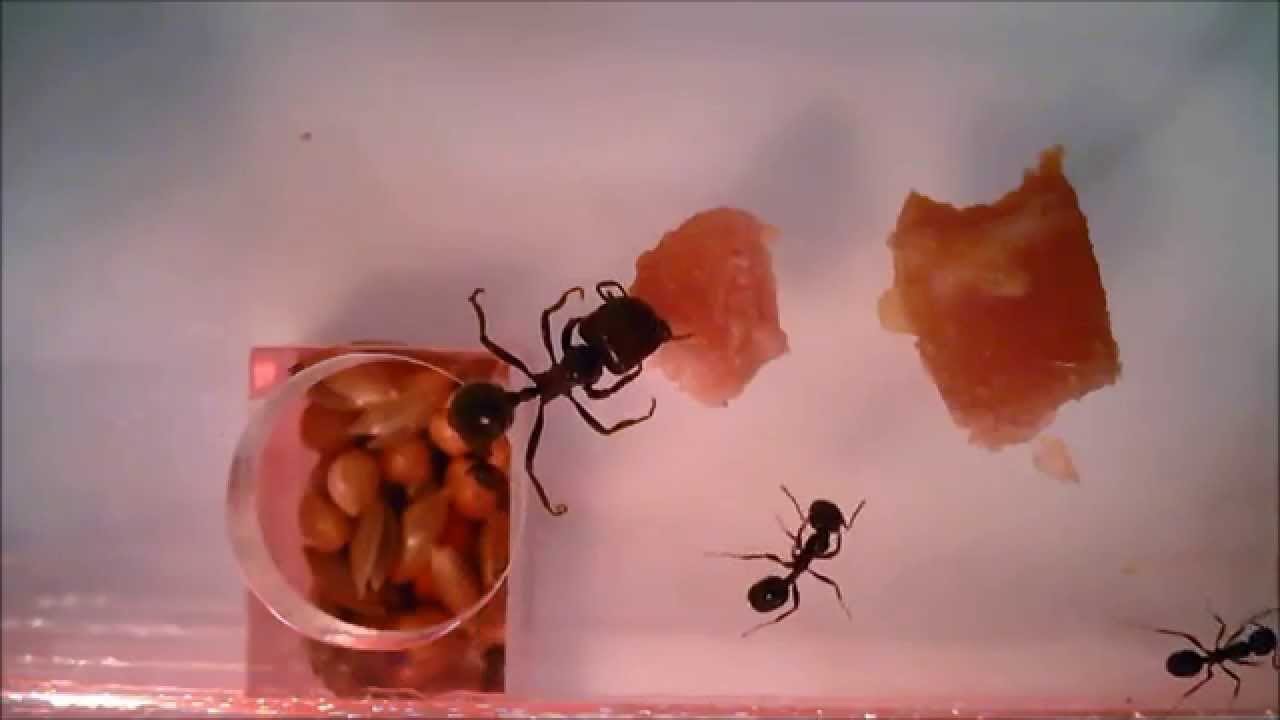 Weird Messor Barbarus Major - YouTube