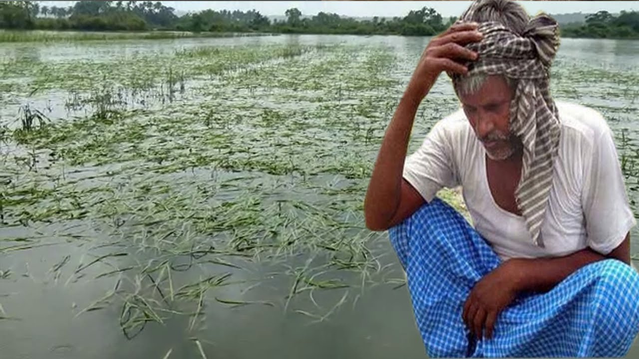 Farmers are crying, Contractors are enjoying! - YouTube