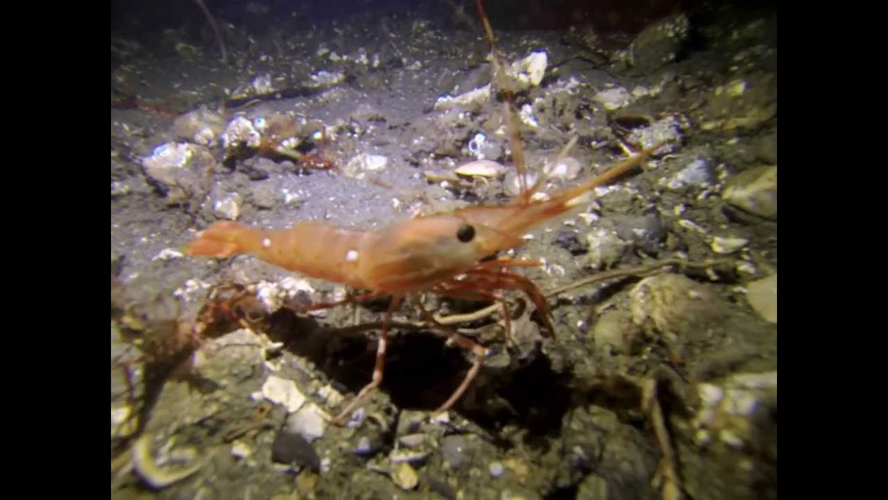 Night of the Dancing Prawns - YouTube