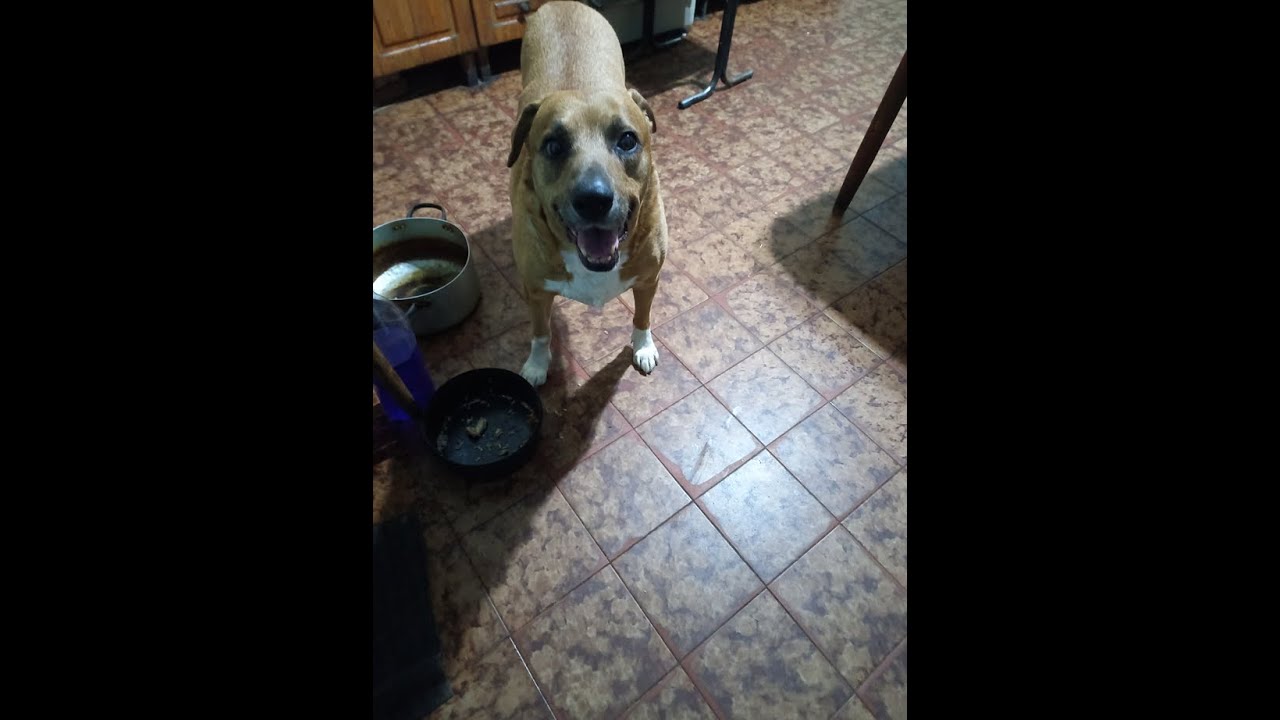 Coco. El perro. - YouTube