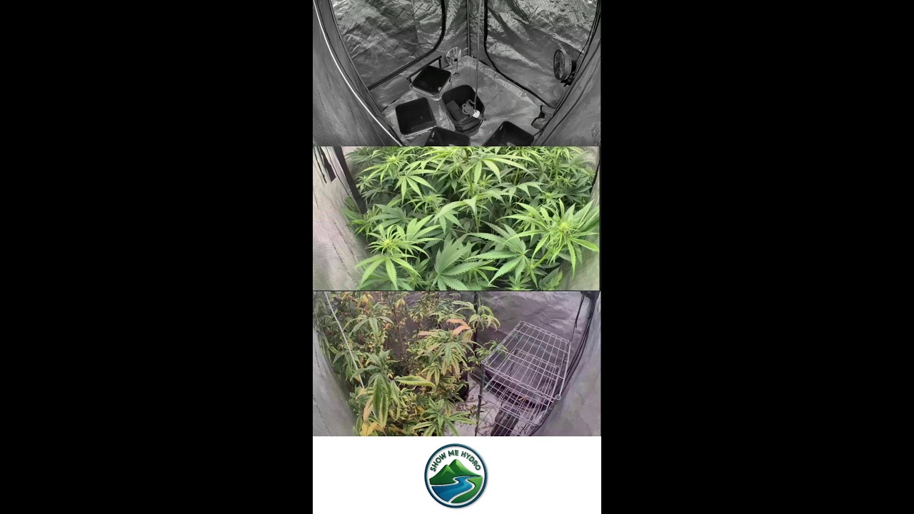 Growing Lilac Diesel & Donutz Triploid in RDWC Mobile Version - YouTube