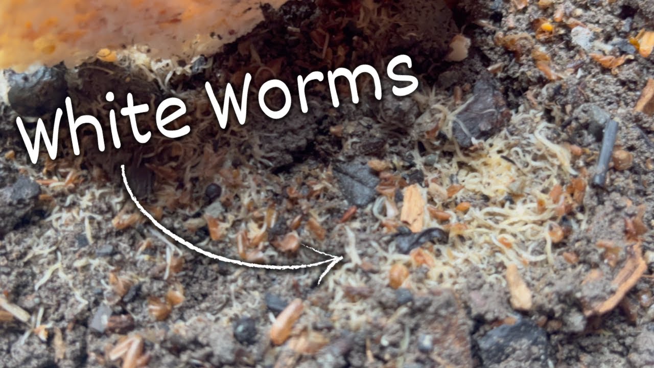Never Buy White Worms Again! - YouTube