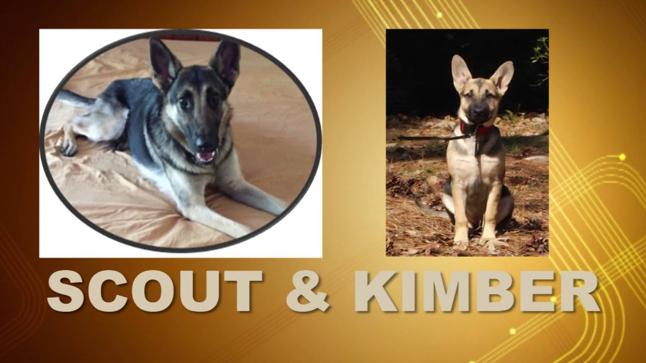 Scout and Kimber Story - YouTube