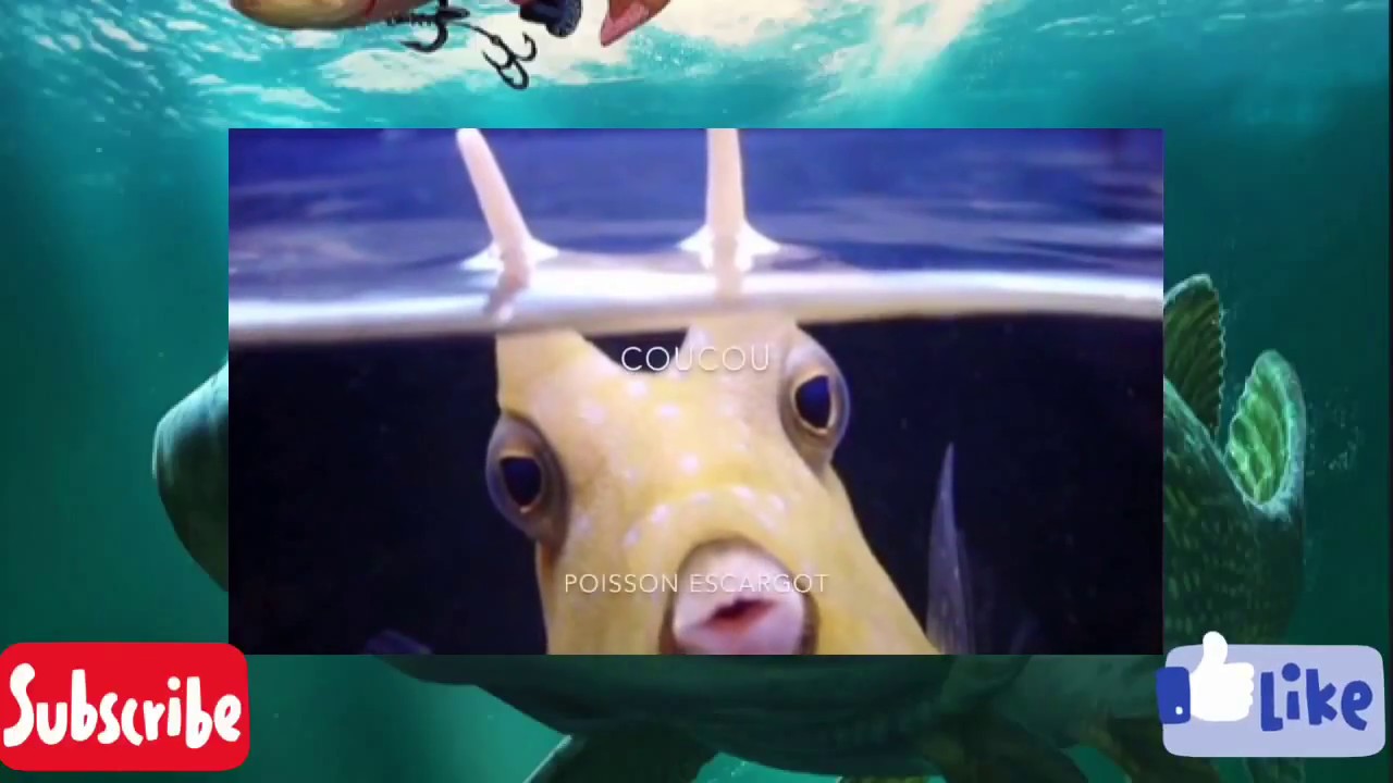 Compilation top 5 des poissons les plus bizarres du monde fake?? - YouTube