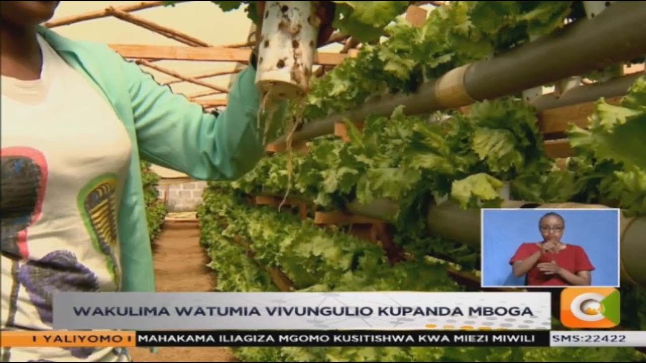 KILIMO BIASHARA | Kilimo Bila Udongo - YouTube