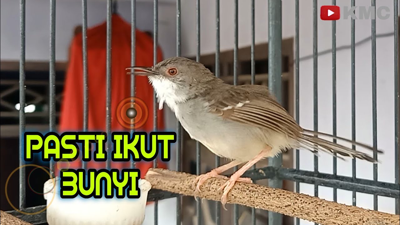 ciblek semi gacor, cukup HITUNGAN menit ciblek semi MALAS bunyi pasti ...