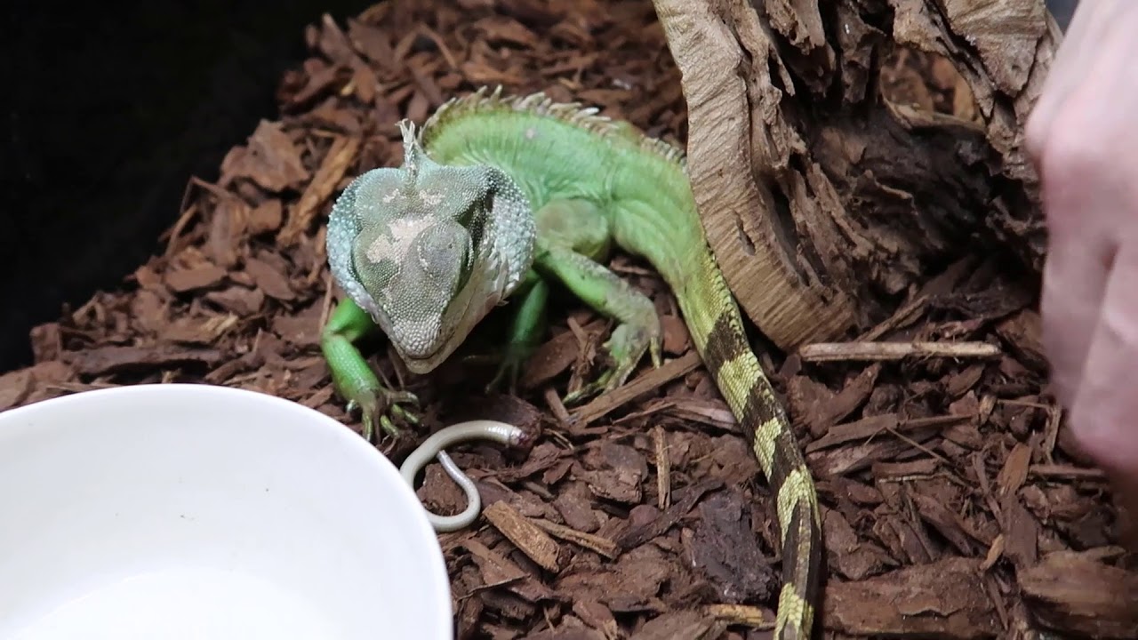 Water Dragon Eats lizard- Chinese water Dragon vs Lizard - YouTube