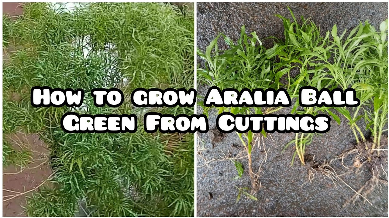 Aralia Ball Green/Aralia Ball Green Growth/Aralia Ball Green Growth ...