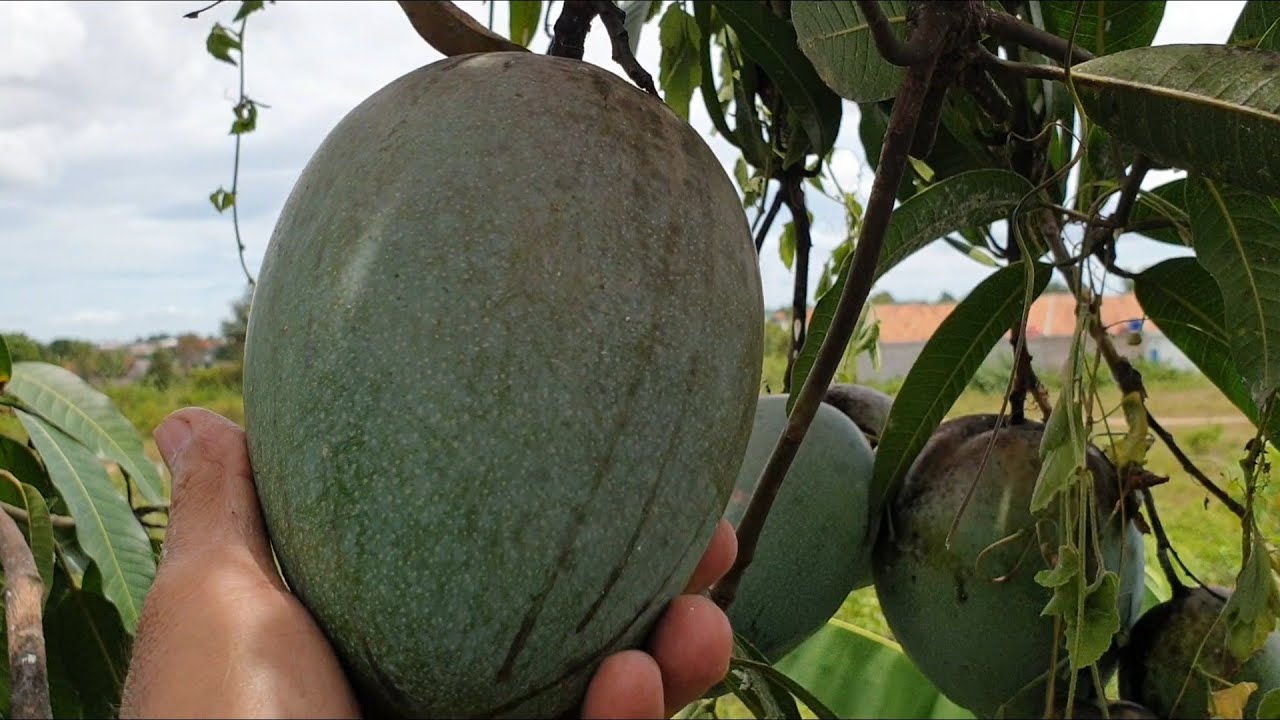 Tips panen mangga E2-R2 - YouTube