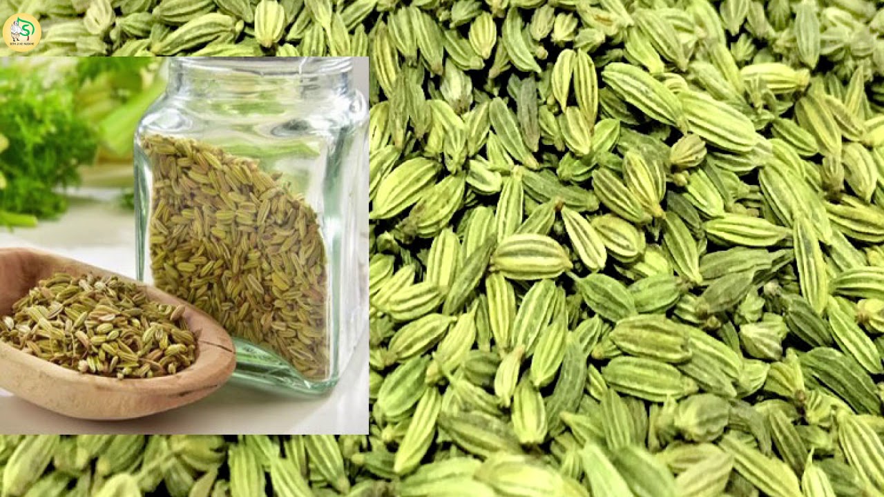 सोंफ खाने के फायदे - YouTube