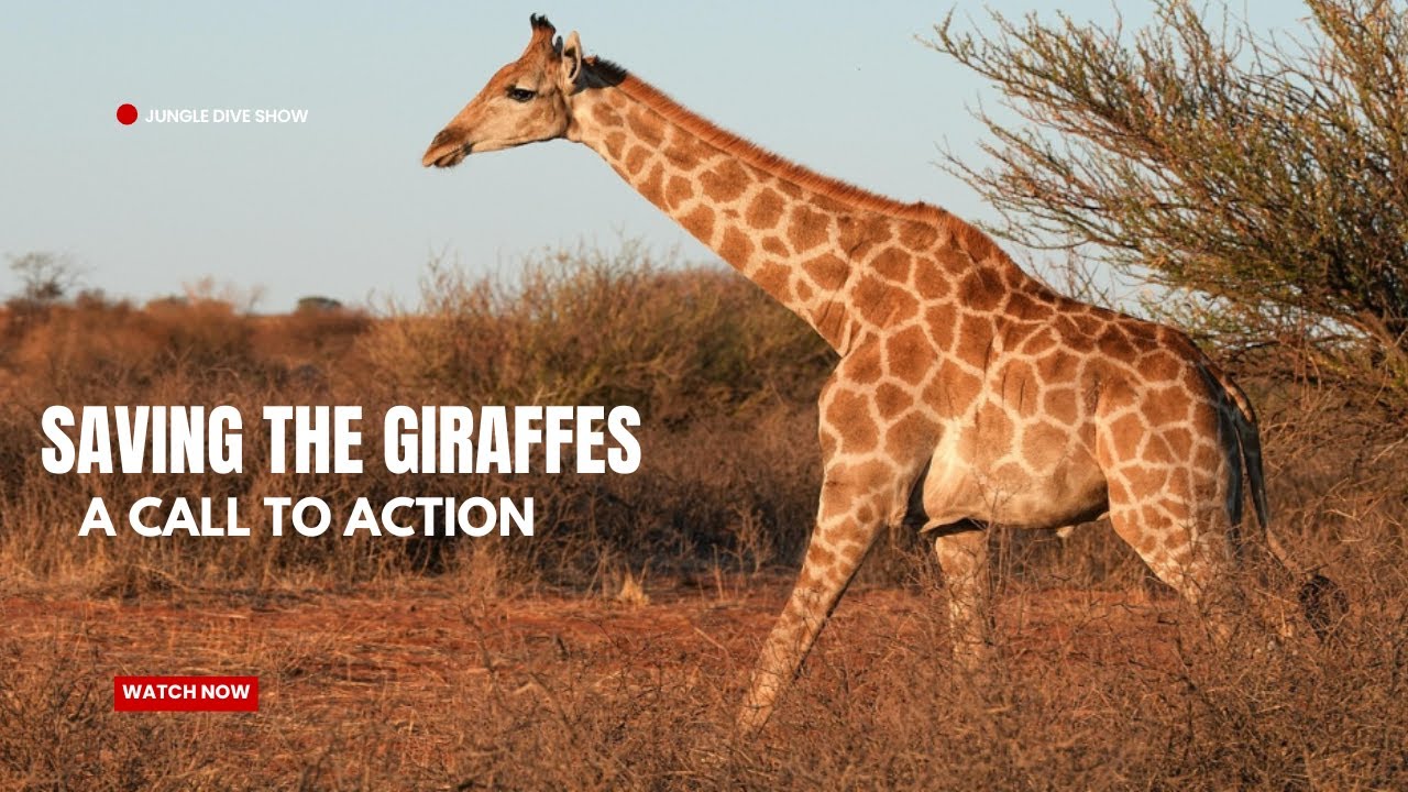 Giraffes in Danger | The Fight to Save Them | Urgent Wildlife Crisis ...