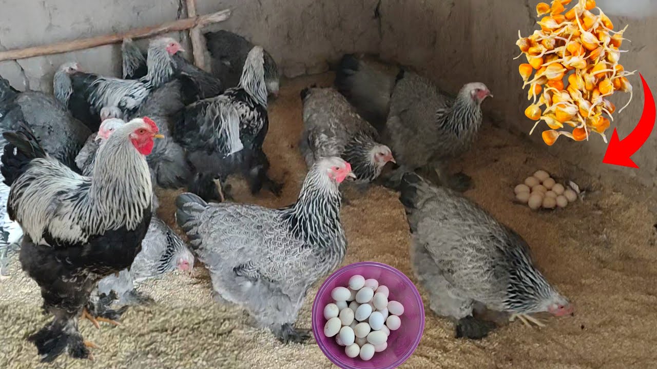 Tuxum va go'sht yonalishida brama tovuqlariga nima maxsulot berganda ko ...