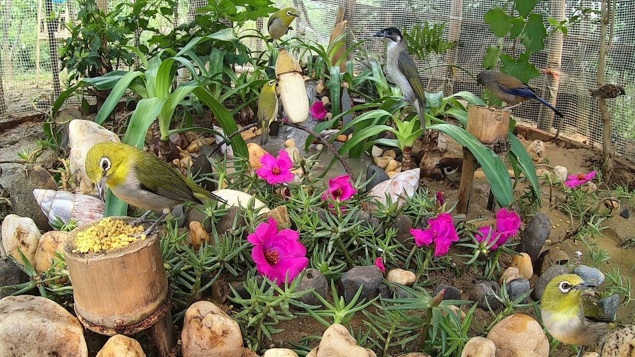 Build A Swimming Pool For Beautiful Little Birds To Cool Off In The ...