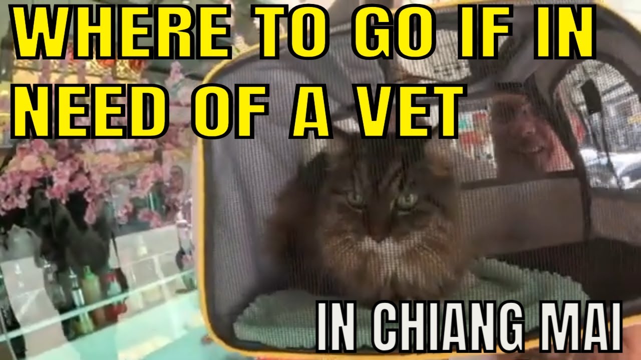 RELIABLE AND HONEST VET IN CHIANG MAI - YouTube