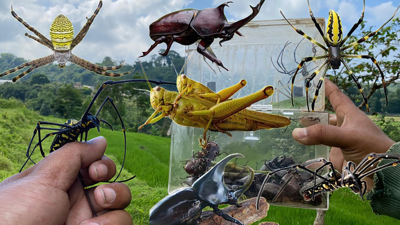 hunting in beetle season, wow got so many beetles - YouTube