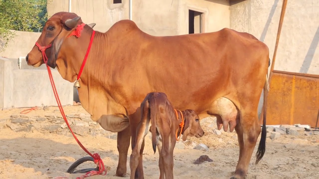 gir cow Aravali dairy farm 9414745465 - YouTube