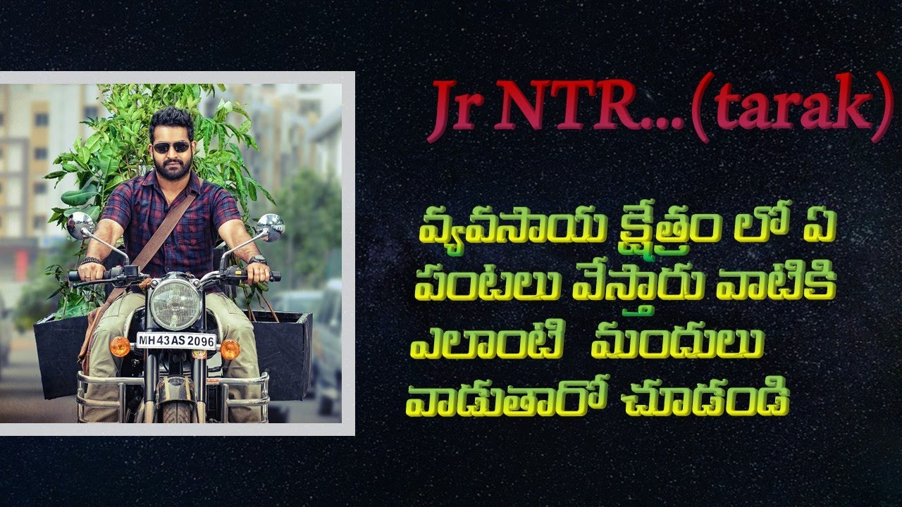 Jr NTR #Black gram, Rabi rice alternate, Jr. NTR agriculture field ...