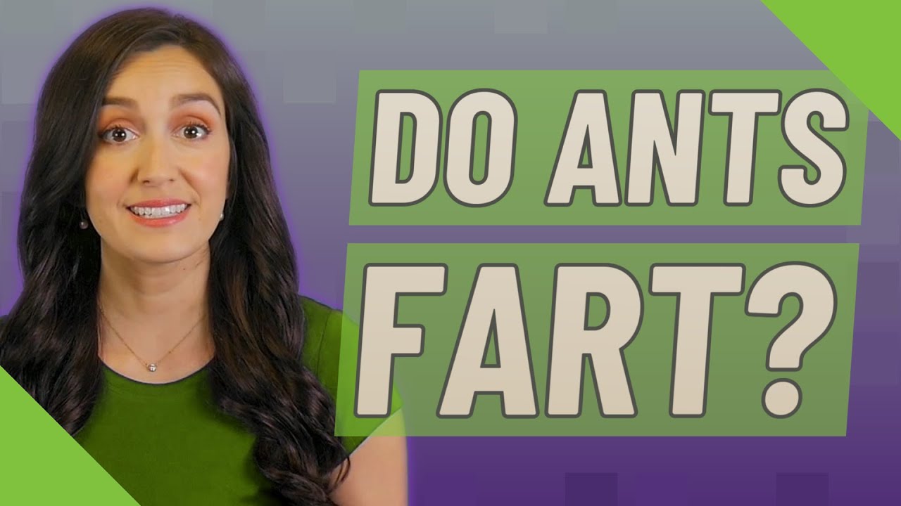 Do ants fart? - YouTube