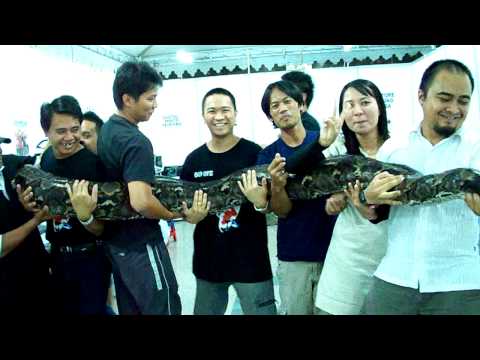 2009 07 05 Kiulap Brunei Pet Show Last Day Reticulated Python Out - YouTube