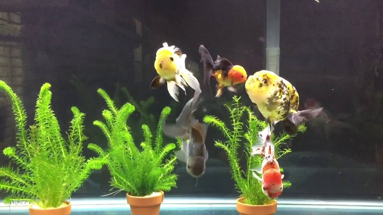 Bare Bottom Oranda and Ranchu Tank - YouTube