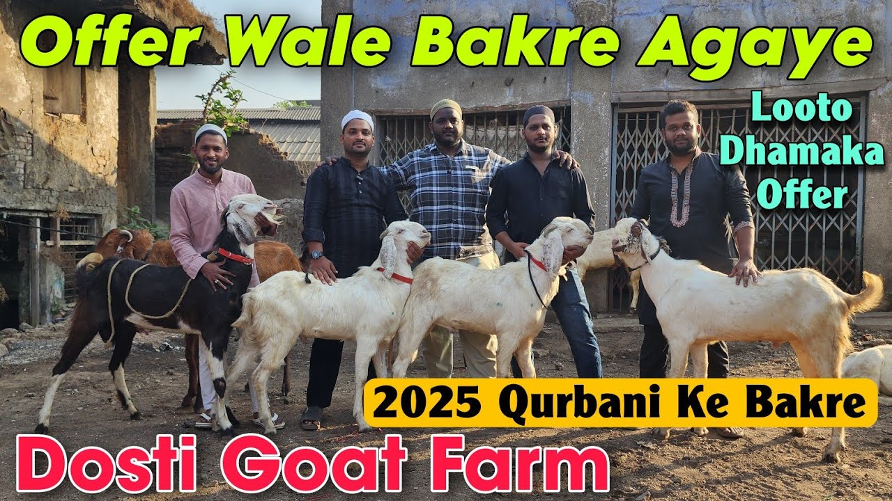 2025 Qurbani Ke Saste Andul Bakre At DOSTI GOAT FARM | Dhamaka Looto ...