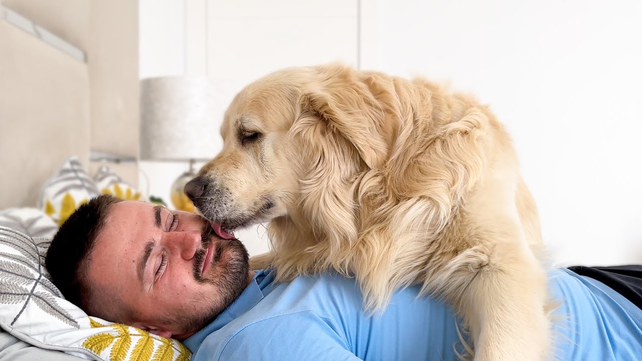 Golden Retriever Shows his Love for Dad - YouTube