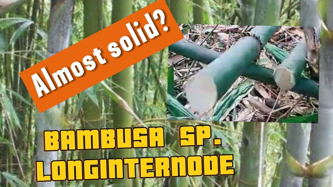 Bambusa Sp. Longinternode from seed - YouTube
