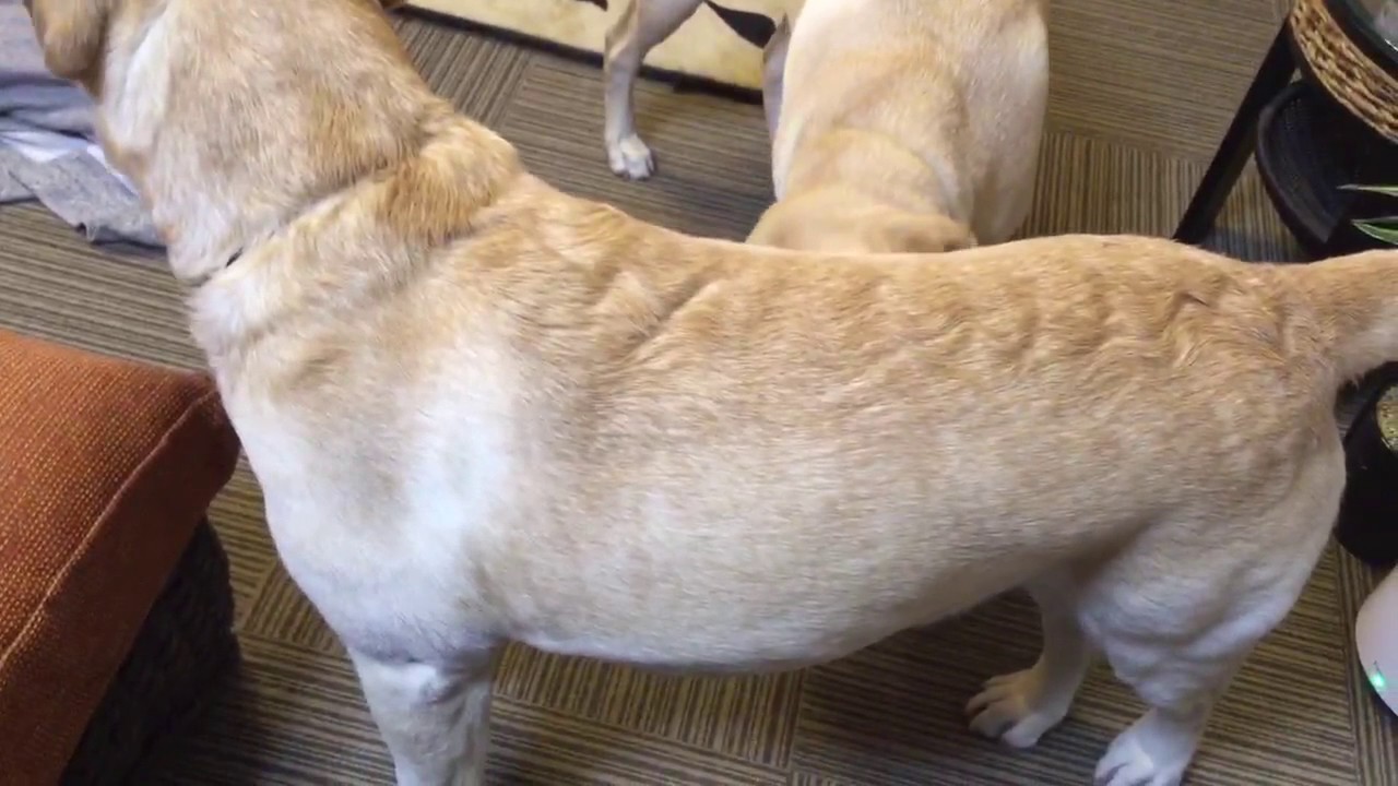 LabradorRetriever- LABRADORS ARE AWESOME ★ FUNNY LABRADORS COMPILATION ...