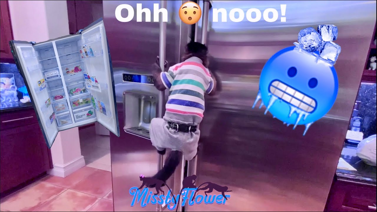 MONKEY 🐒 GETS IN OUR FREEZER 🥶 LOOKING FOR TREATS 🙈🤦‍♀️ - YouTube