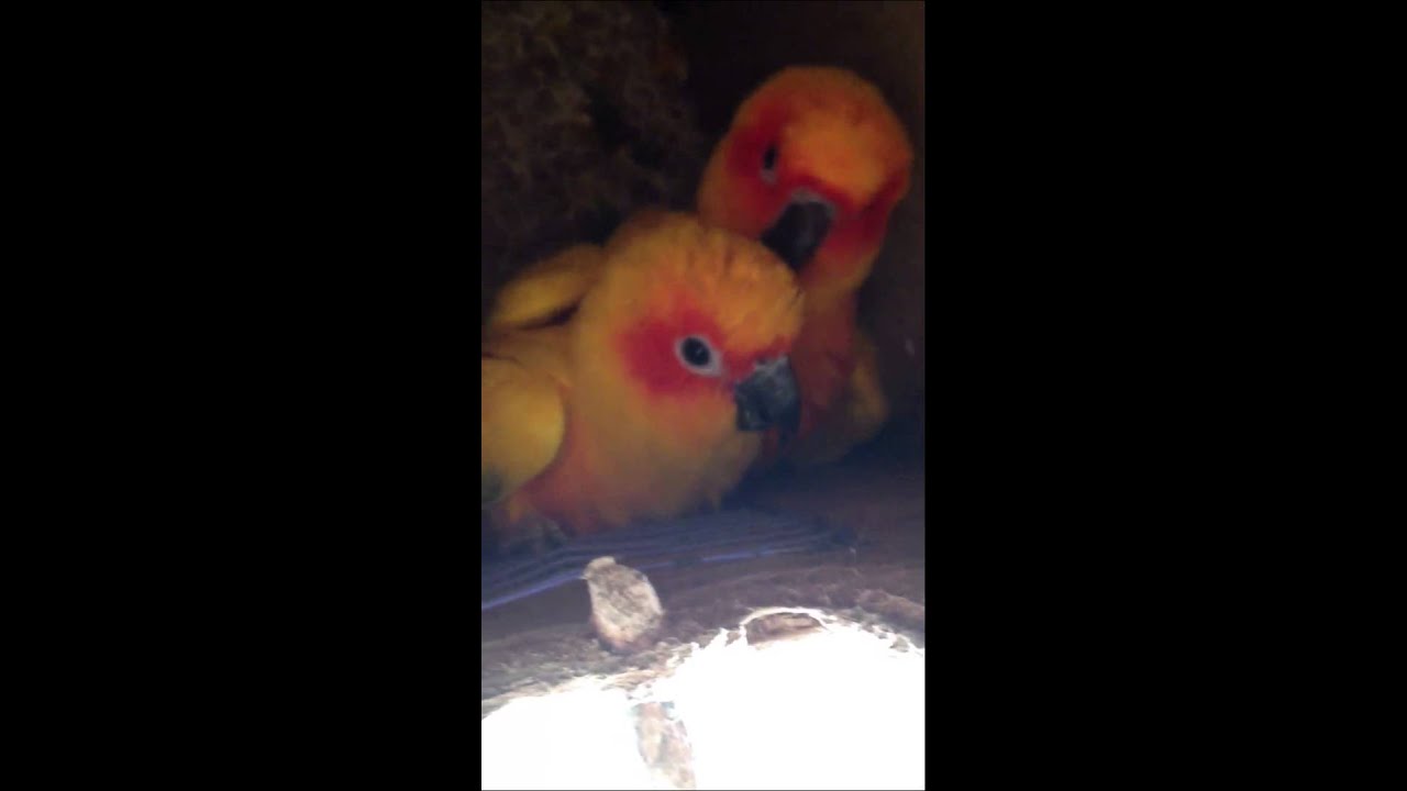 3 SUN CONURE PROTECTING THEIR NEST BOX !!! - YouTube