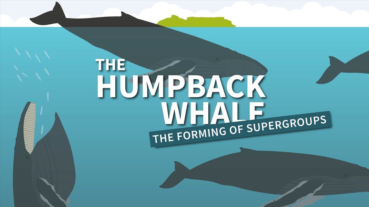 Humpback Whales are Forming Very Unique 'Supergroups' (Animated) - YouTube