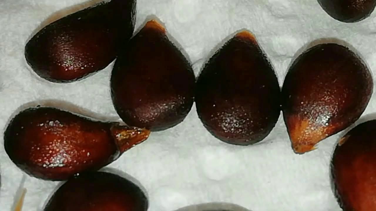 DIVLJA JABUKA (Malus sylvestris) Najjednostavnija priprema sjemena za ...