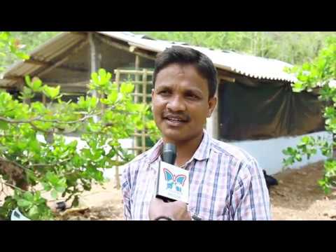 Desi Backyard Poultry (BYP) Production - Package of Practices (Telugu ...