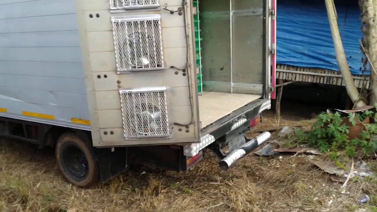 Doc ayam chick in baru turun mobil - YouTube