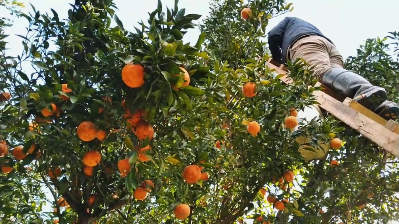 The 7-meter tangerine tree that I pruned..😍👌 #tangerine #pruning - YouTube