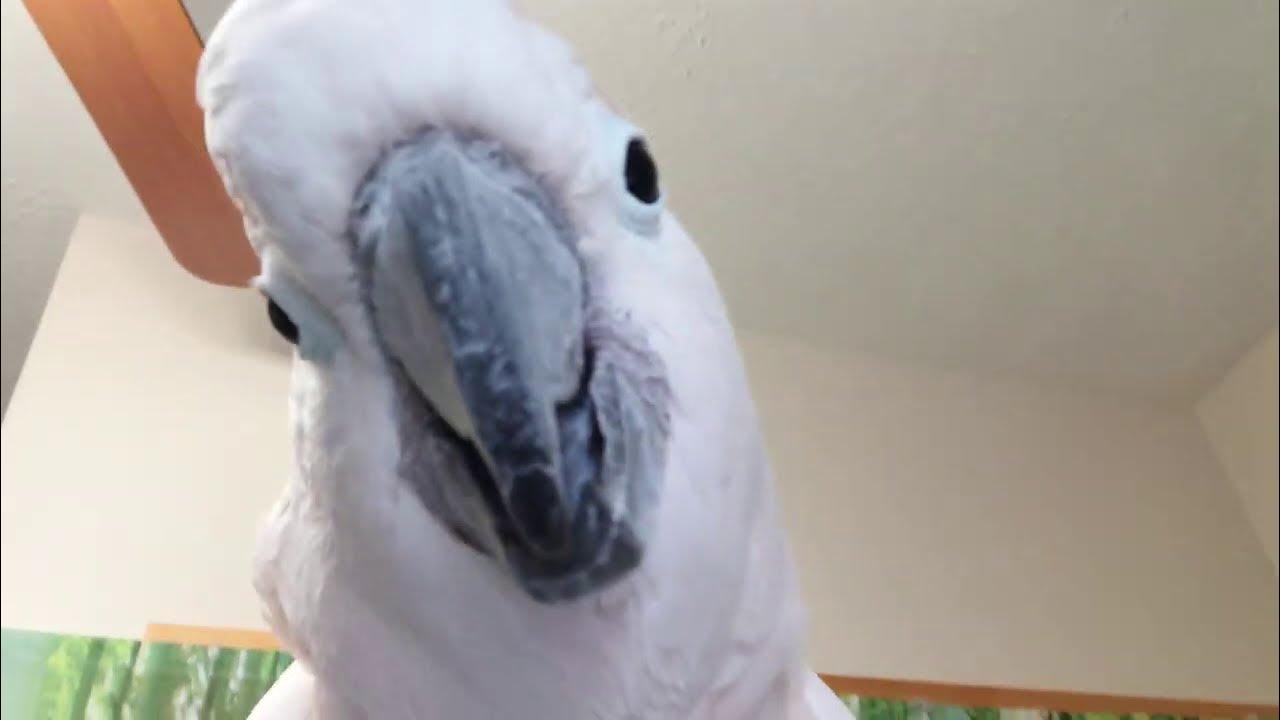 What Does Max Do When Alone In His Room YouTube what-does-max-do-when-alone-in-his-room-youtube